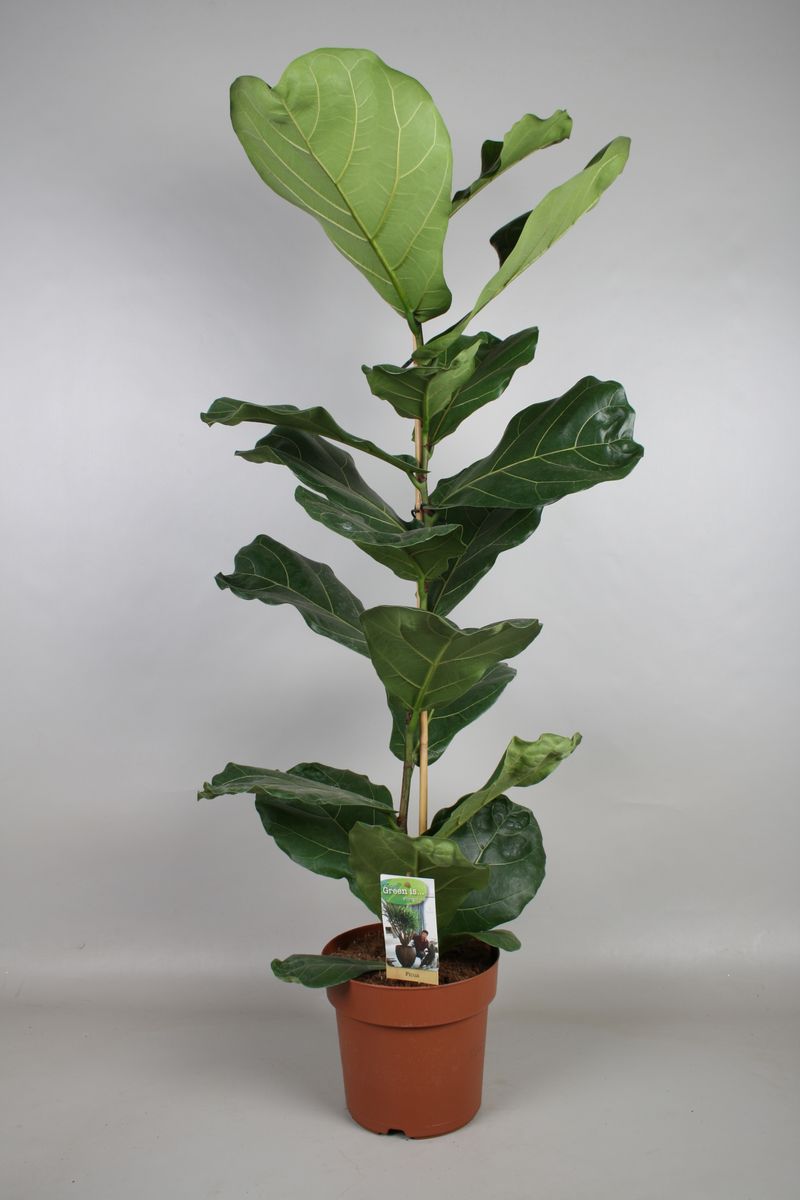 Ficus lyrata — Plant Wholesale FlorAccess
