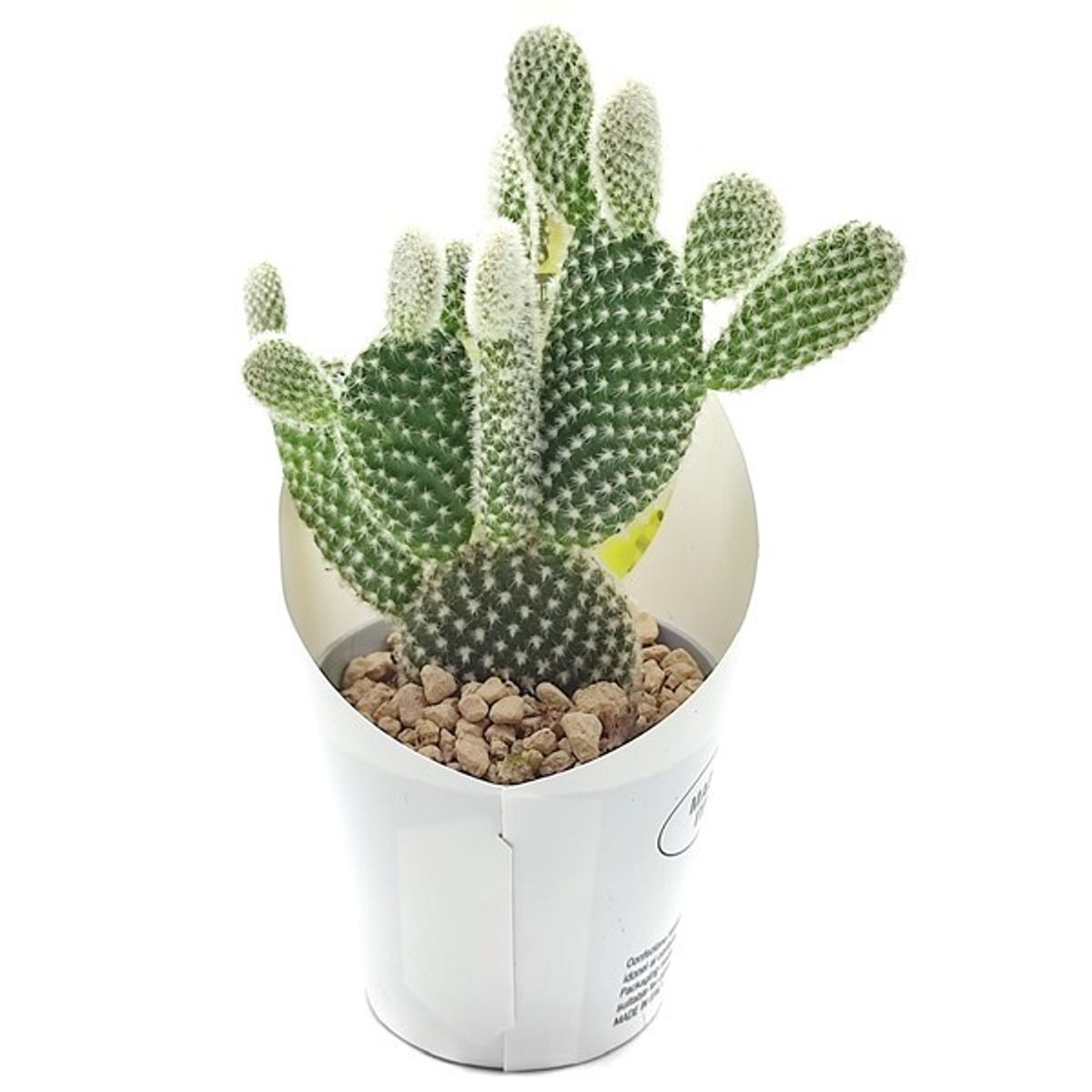 Opuntia microdasys 'Albata' — Plant Wholesale FlorAccess