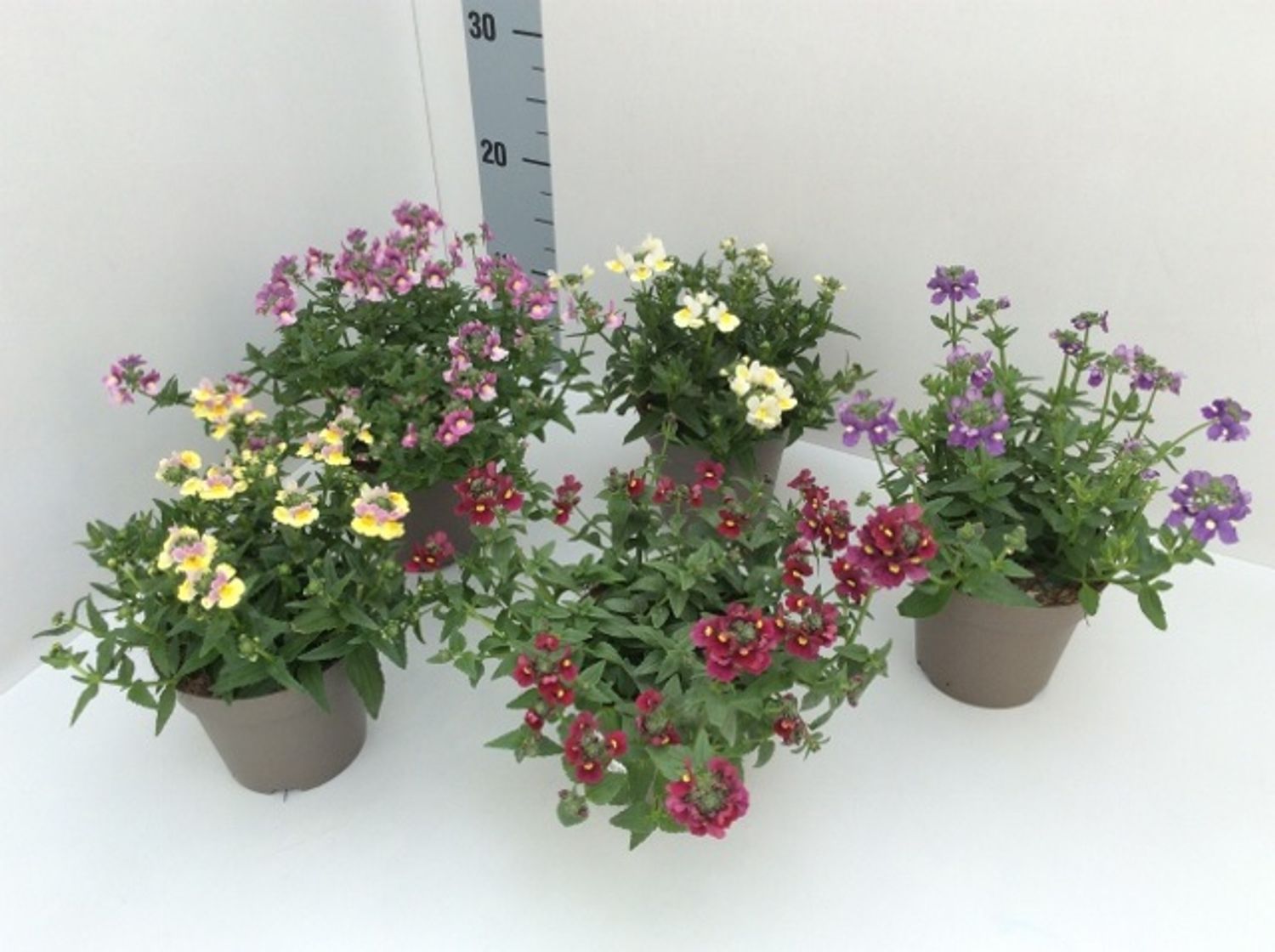 Nemesia SUNMESIA MIX — Рослини оптом FlorAccess