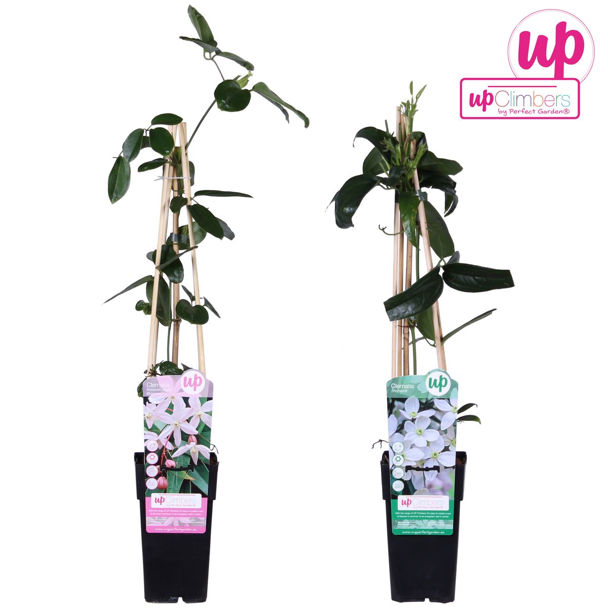 Clematis MIX — Рослини оптом FlorAccess