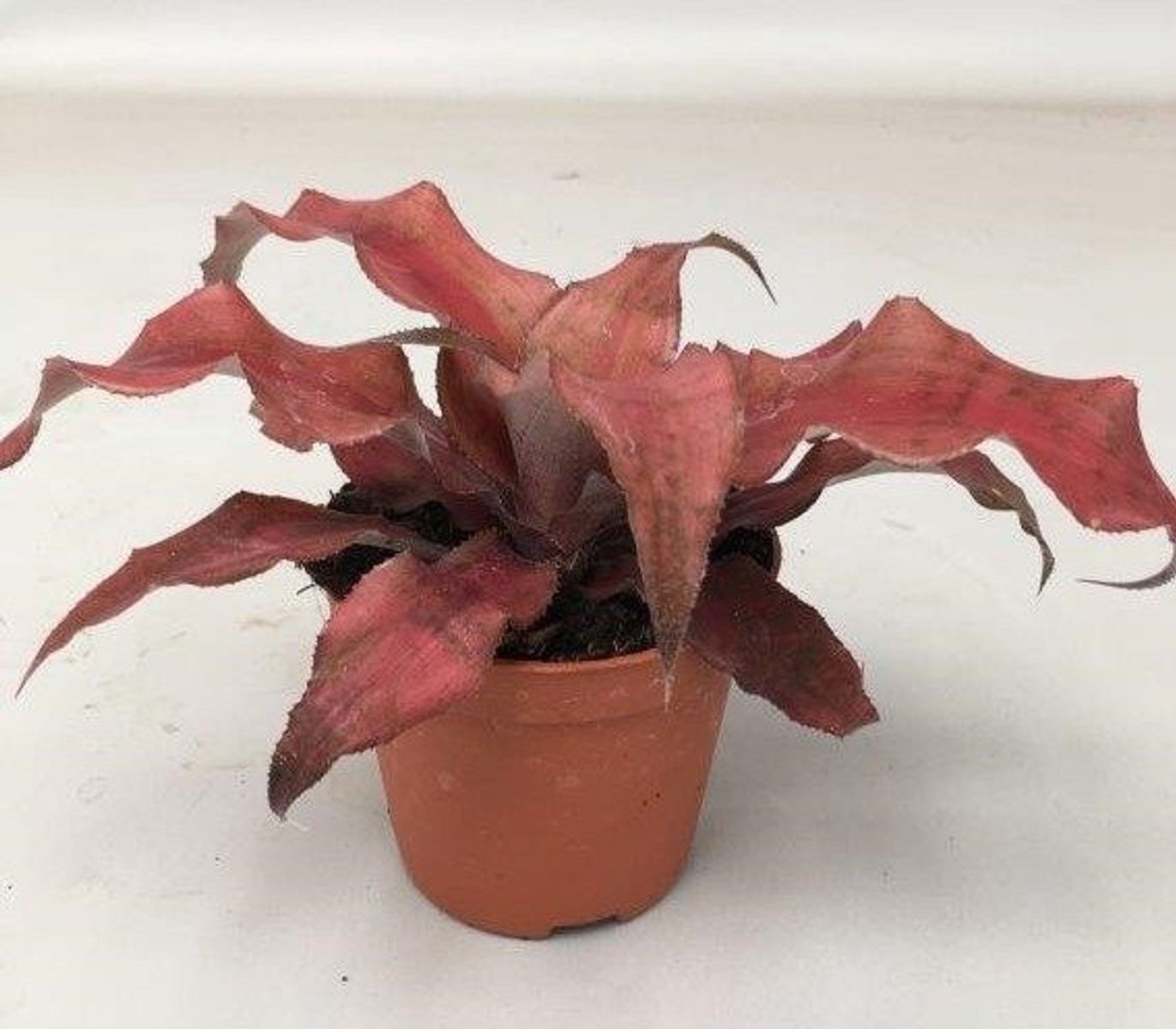 Cryptanthus 'Strawberries Flambé' — Plant Wholesale FlorAccess