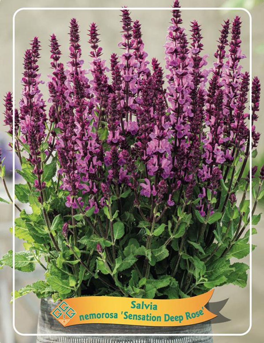 Salvia nemorosa SENSATION DEEP ROSE — Plant Wholesale FlorAccess