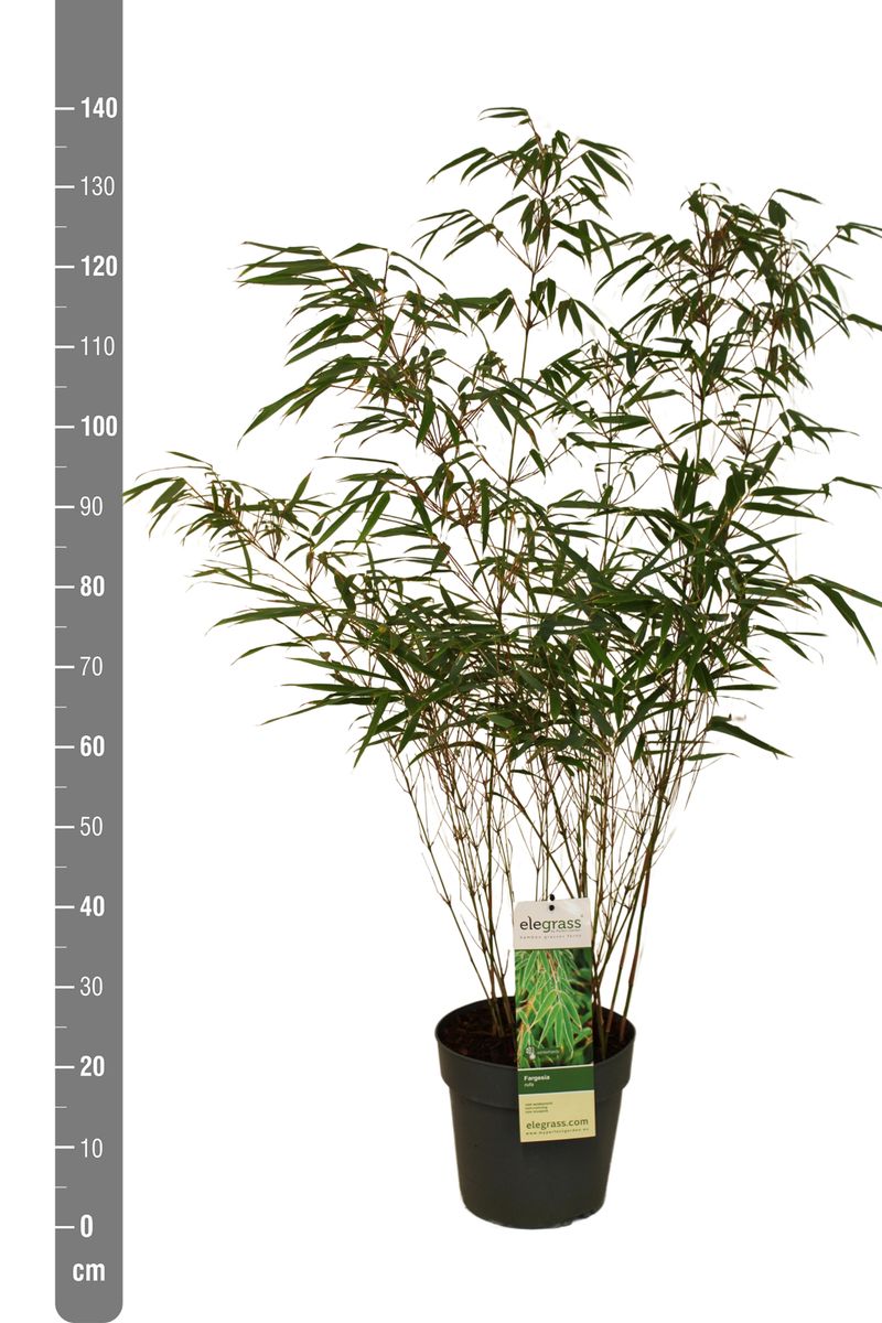 Fargesia rufa — Plant Wholesale FlorAccess
