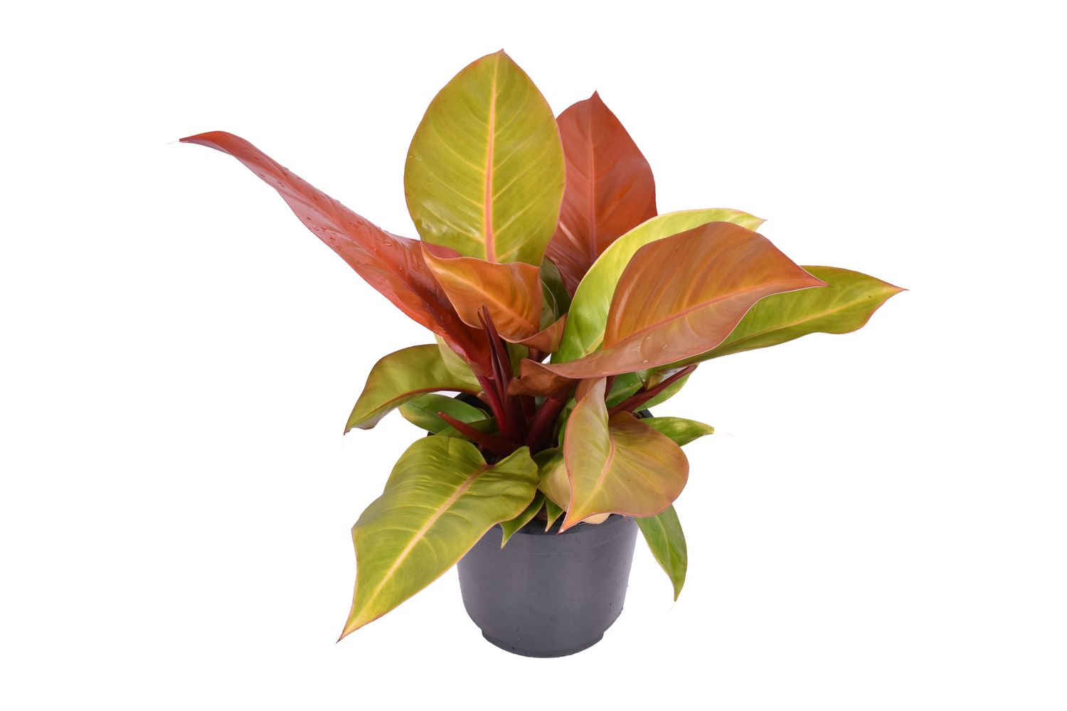 Philodendron 'Prince of Orange' — Plant Wholesale FlorAccess
