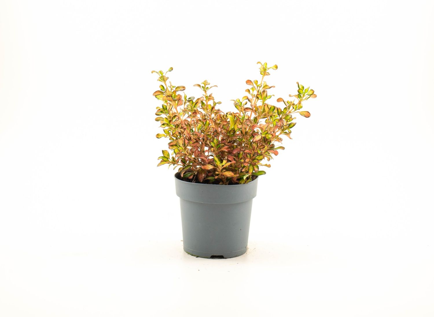 Coprosma 'Evening Glow' — Plant Wholesale FlorAccess