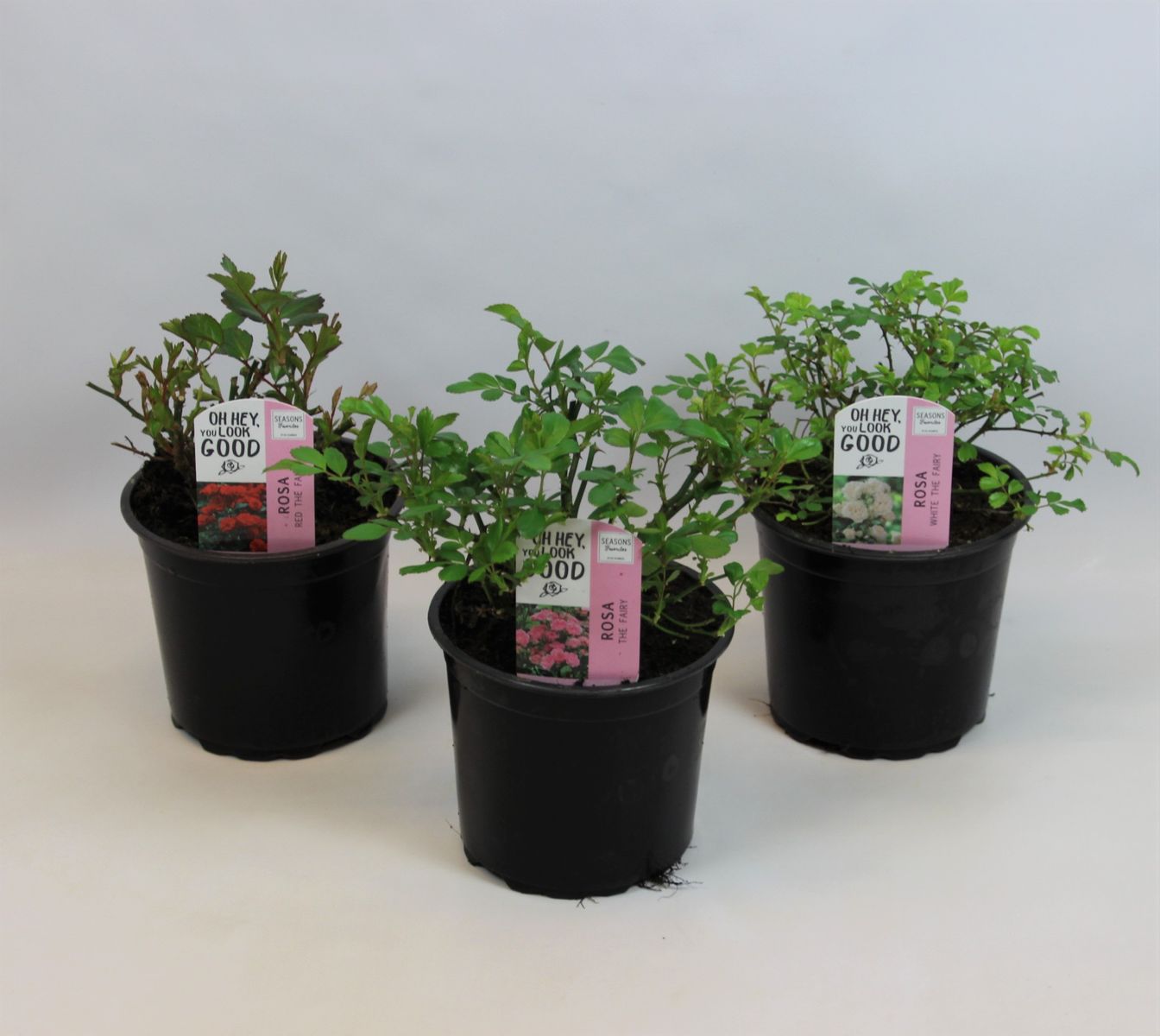 Rosa THE FAIRY MIX — Plant Wholesale FlorAccess