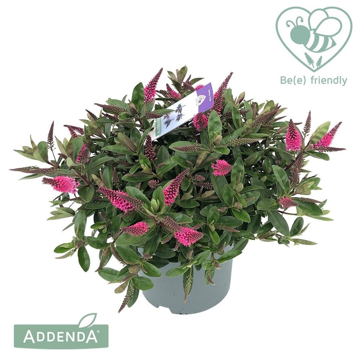 Hebe HEBEDONNA ELSA — Plant Wholesale FlorAccess