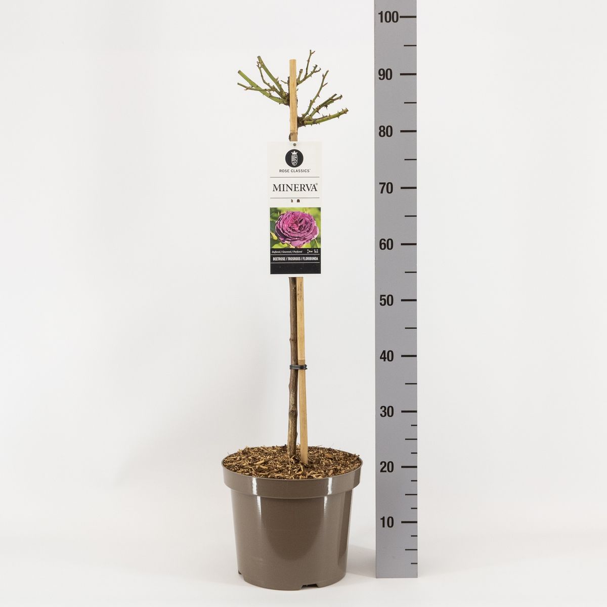 Rosa MINERVA — Plant Wholesale FlorAccess