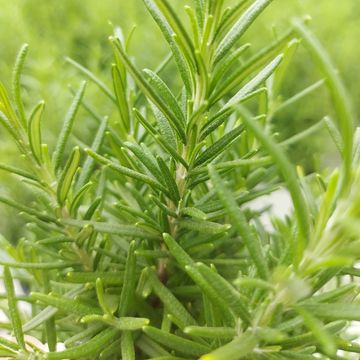 Rosmarinus officinalis — Plant Wholesale FlorAccess