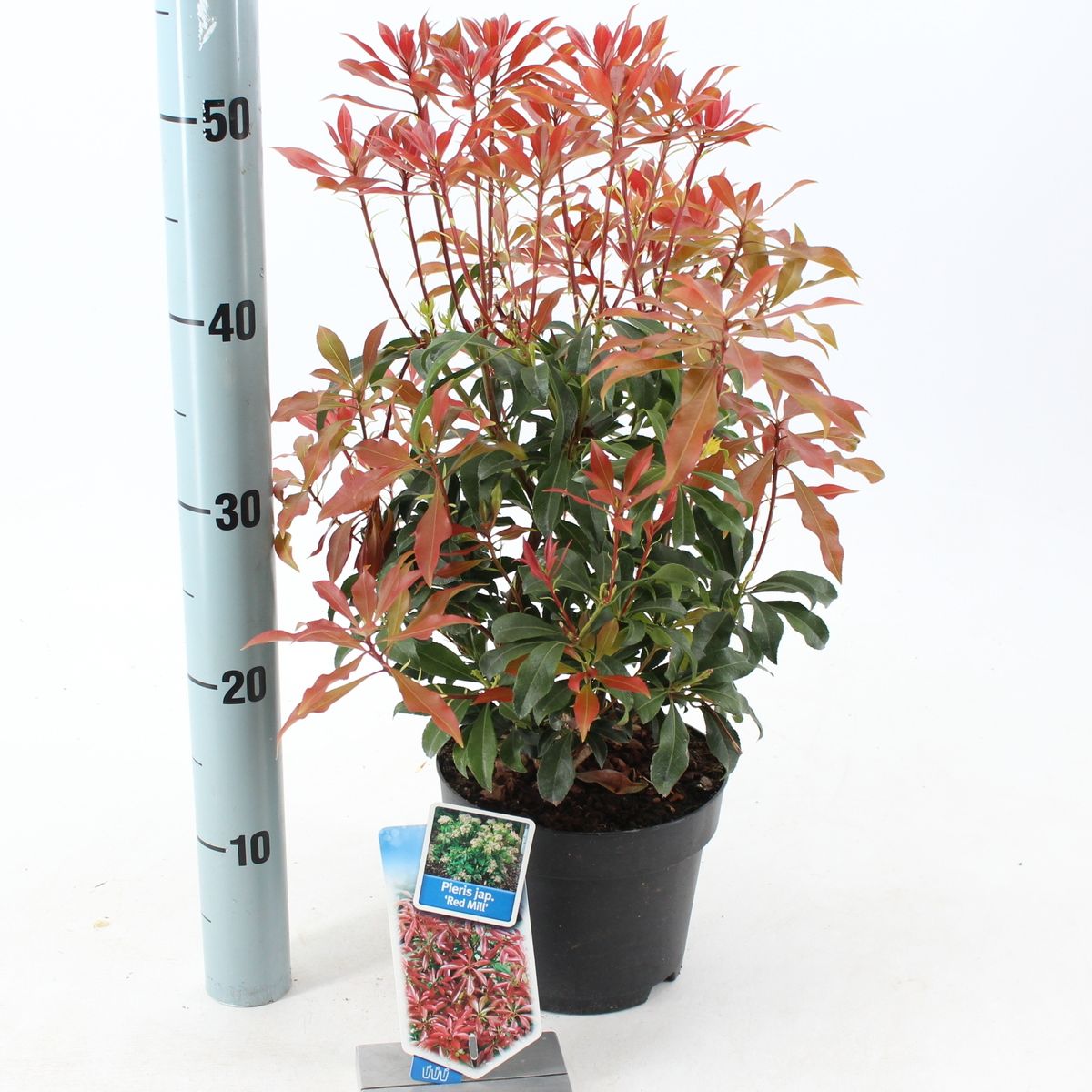 Pieris japonica 'Red Mill' — Mayorista de plantas FlorAccess