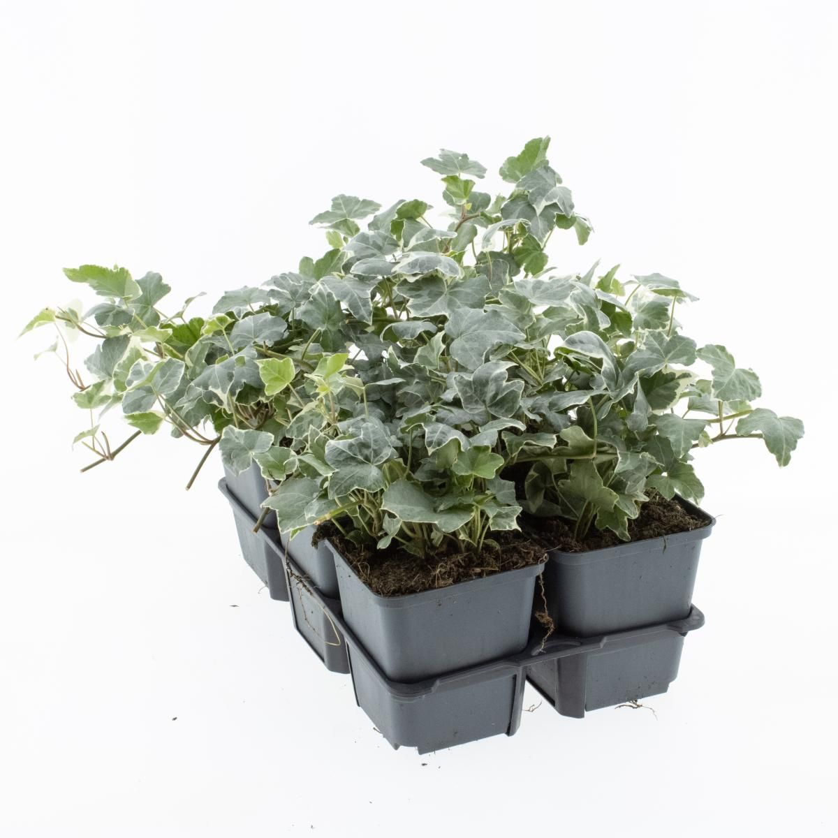 Hedera helix 'Glacier' — Plant Wholesale FlorAccess
