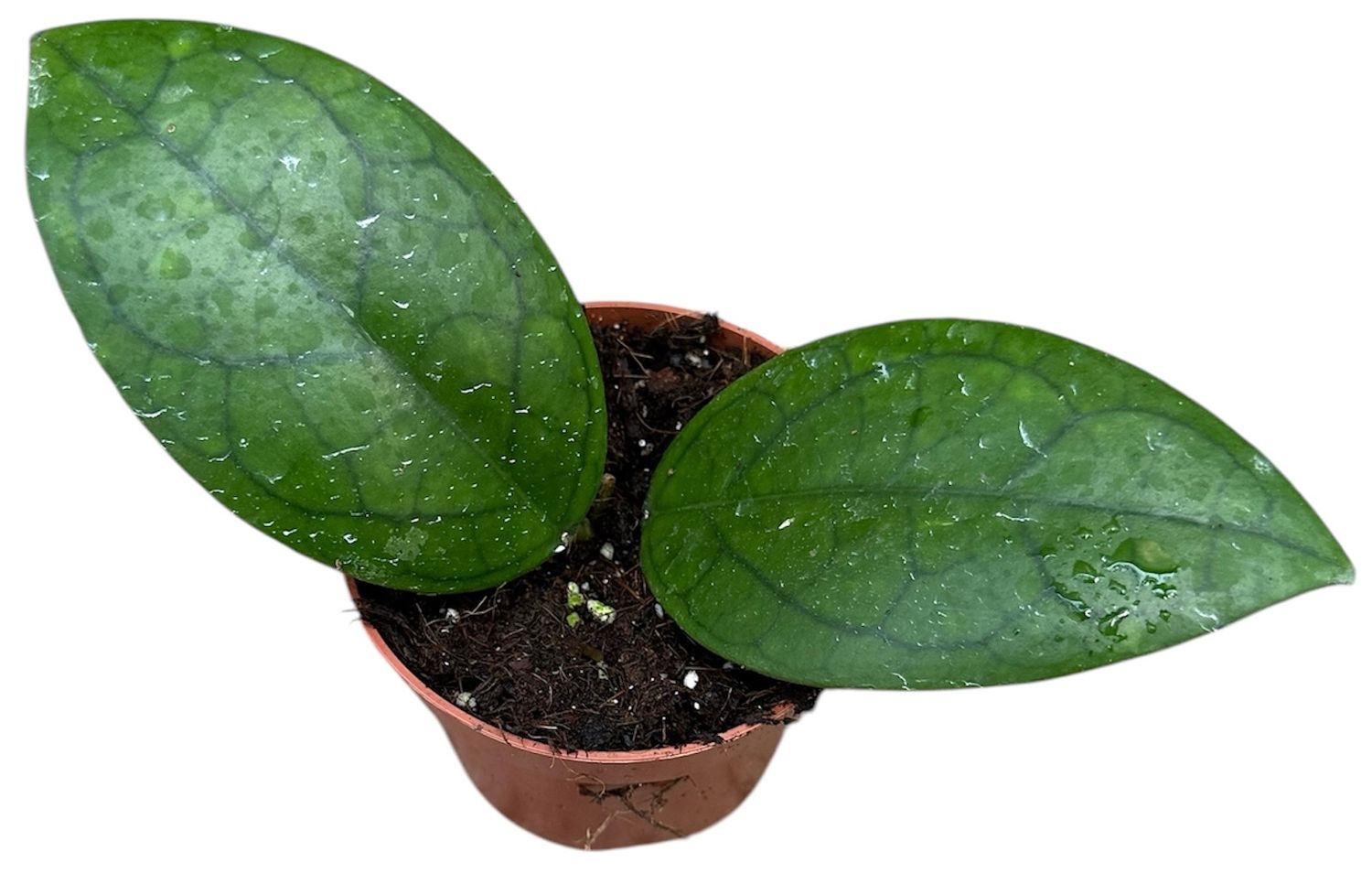 Hoya 'Puom Siam Ruby' — Plant Wholesale FlorAccess