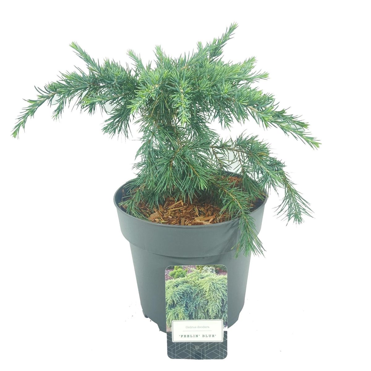 Cedrus deodara 'Feelin' Blue' — Plant Wholesale FlorAccess