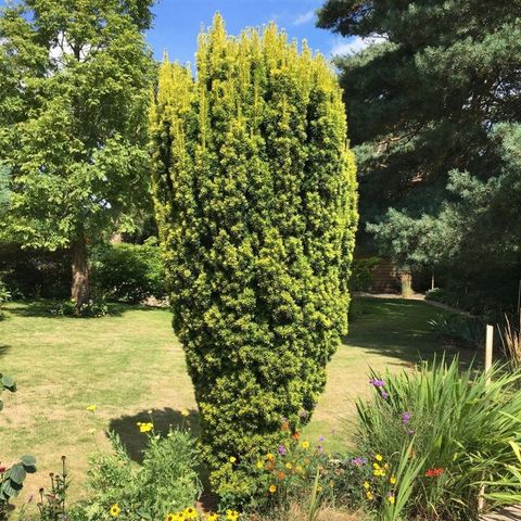 Taxus baccata 'David' — Plant Wholesale FlorAccess