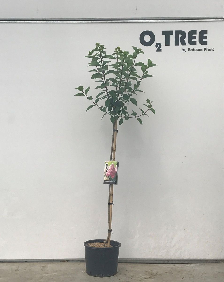 Hydrangea paniculata 'Pink Diamond' — Plant Wholesale FlorAccess