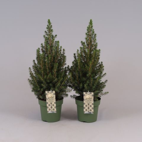 Picea glauca 'Conica' — Plant Wholesale FlorAccess