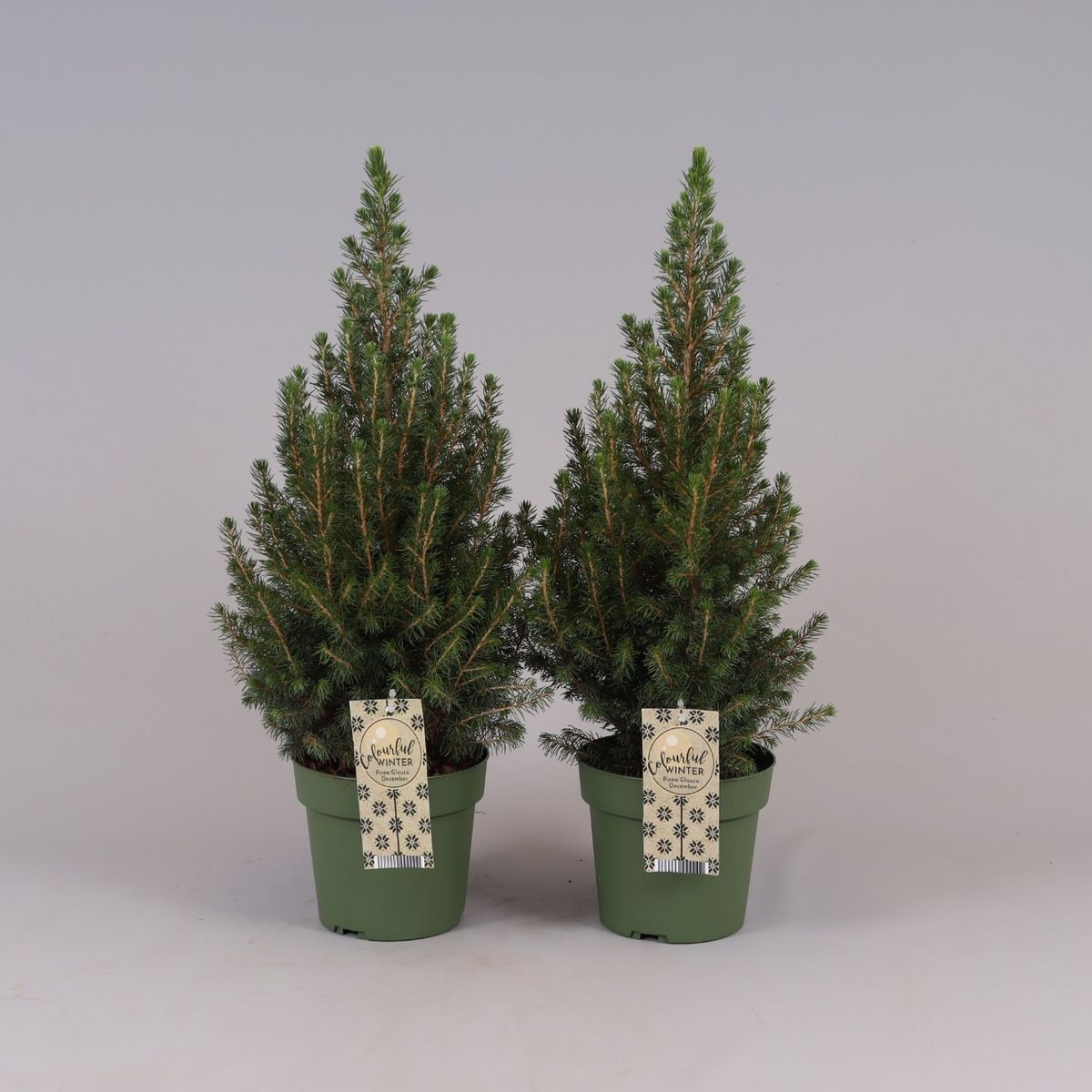 Picea glauca 'Conica' — Plant Wholesale FlorAccess