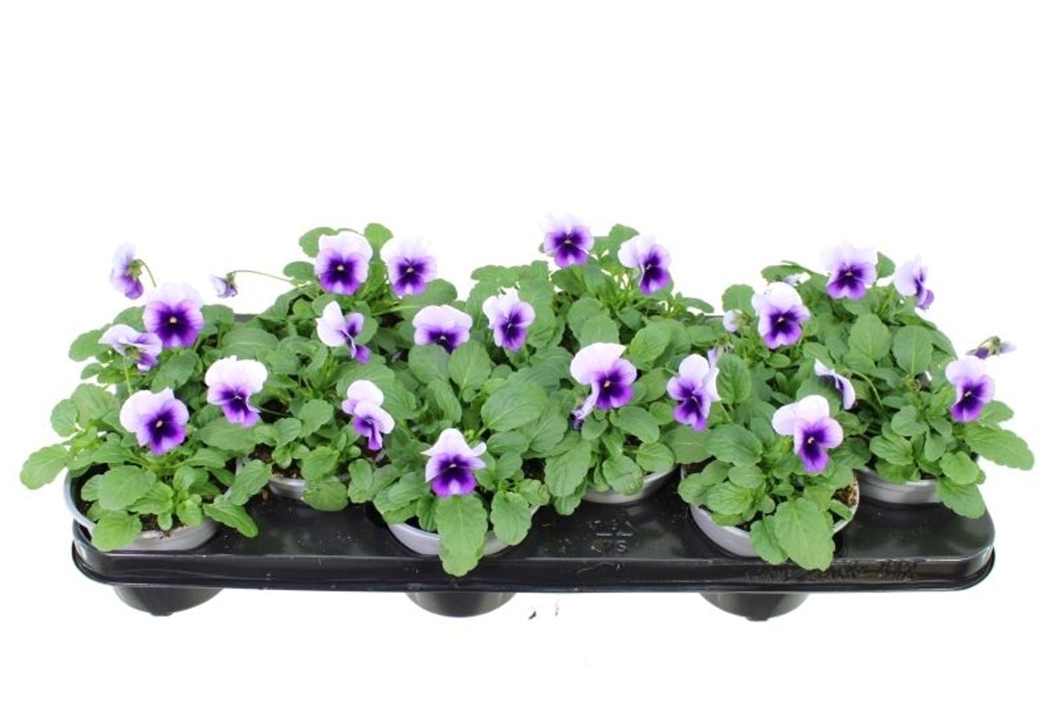 Viola 'Sorbet XP Beaconsfield' — Plant Wholesale FlorAccess