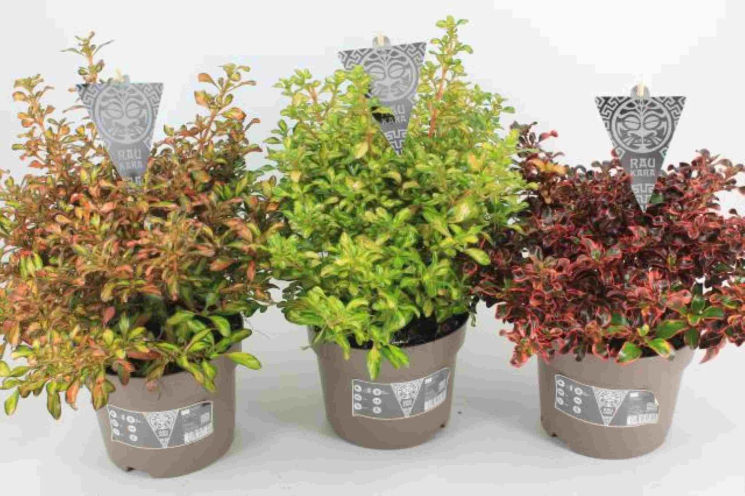 Coprosma RAU KARA MIX — Plant Wholesale FlorAccess