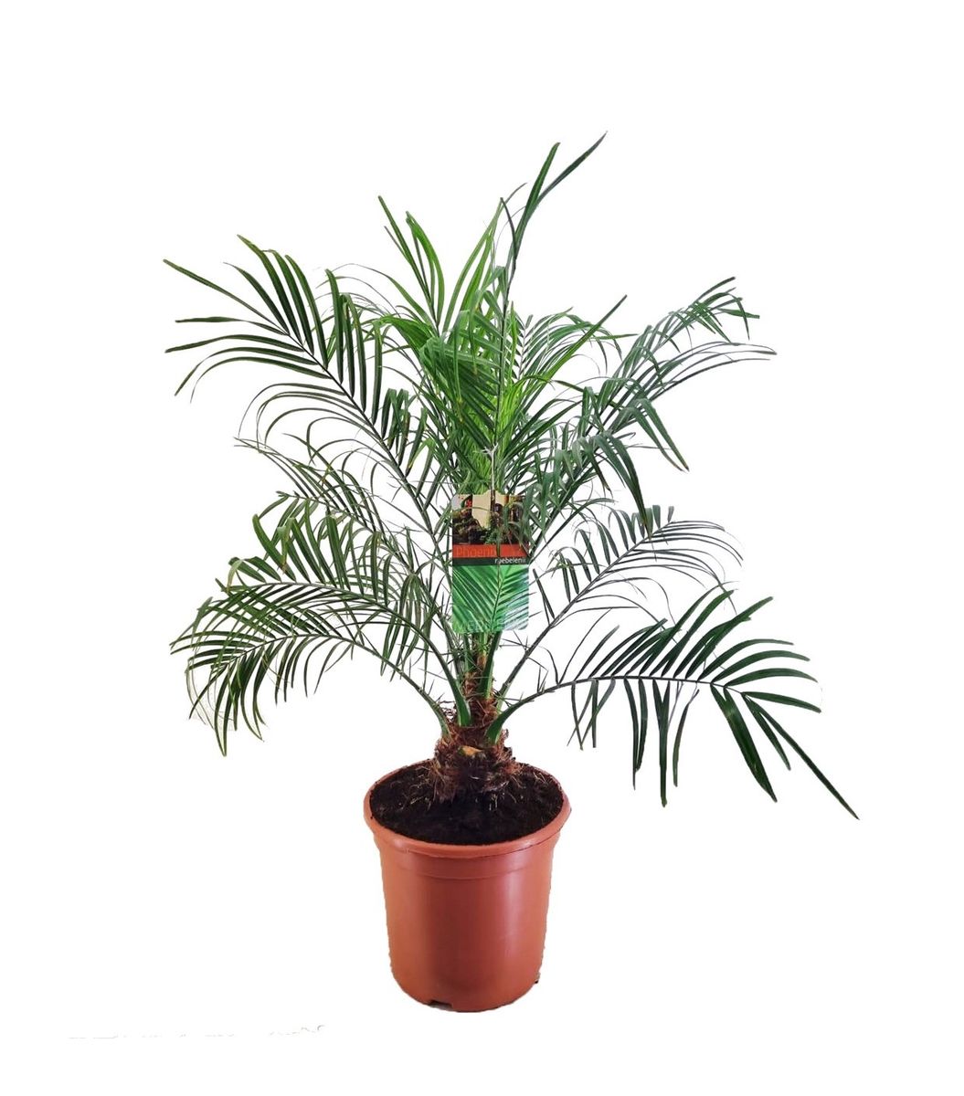 Phoenix roebelenii — Plant Wholesale FlorAccess