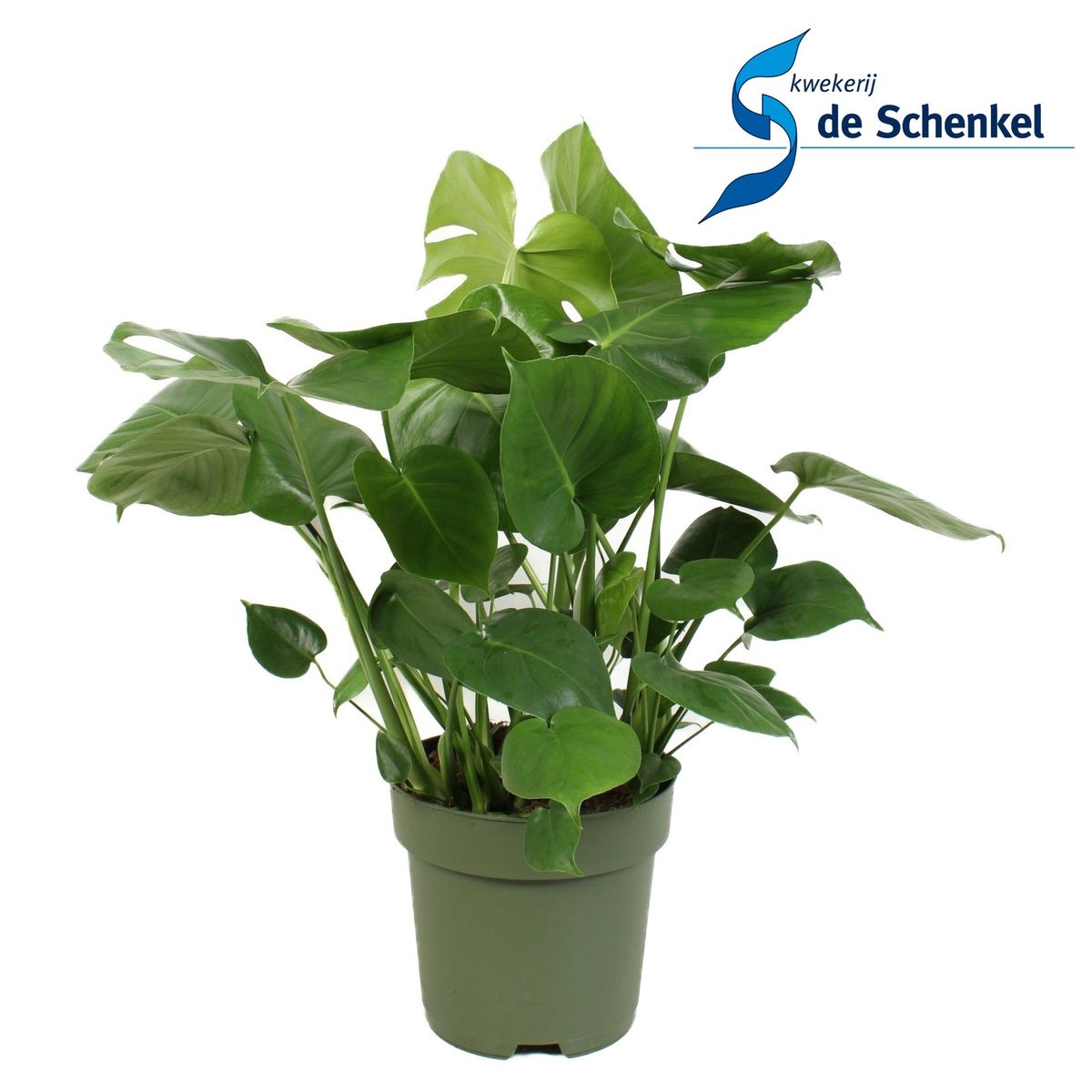 Monstera deliciosa — Toptan Bitki Satışı FlorAccess