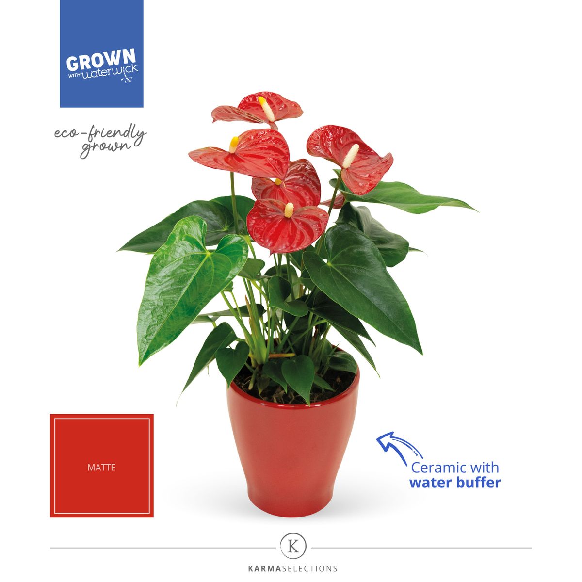 Anthurium KARMA RED — Plant Wholesale FlorAccess