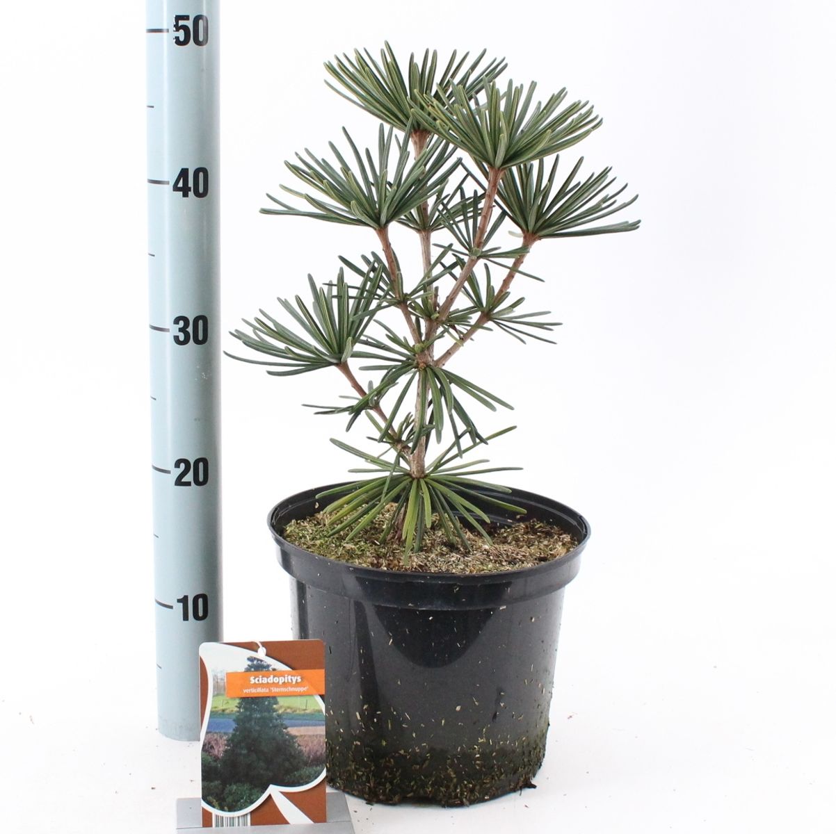 Sciadopitys verticillata 'Sternschnuppe' — Plant Wholesale FlorAccess