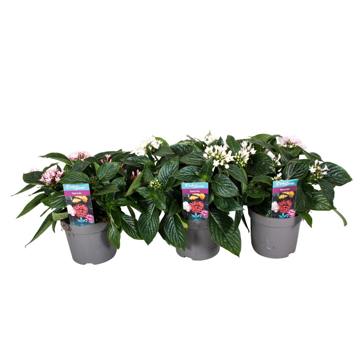 Pentas lanceolata STARCLUSTER MIX — Plant Wholesale FlorAccess