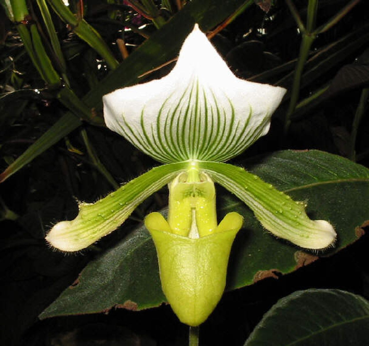 Paphiopedilum Maudiae 'Amco' — Plant Wholesale FlorAccess