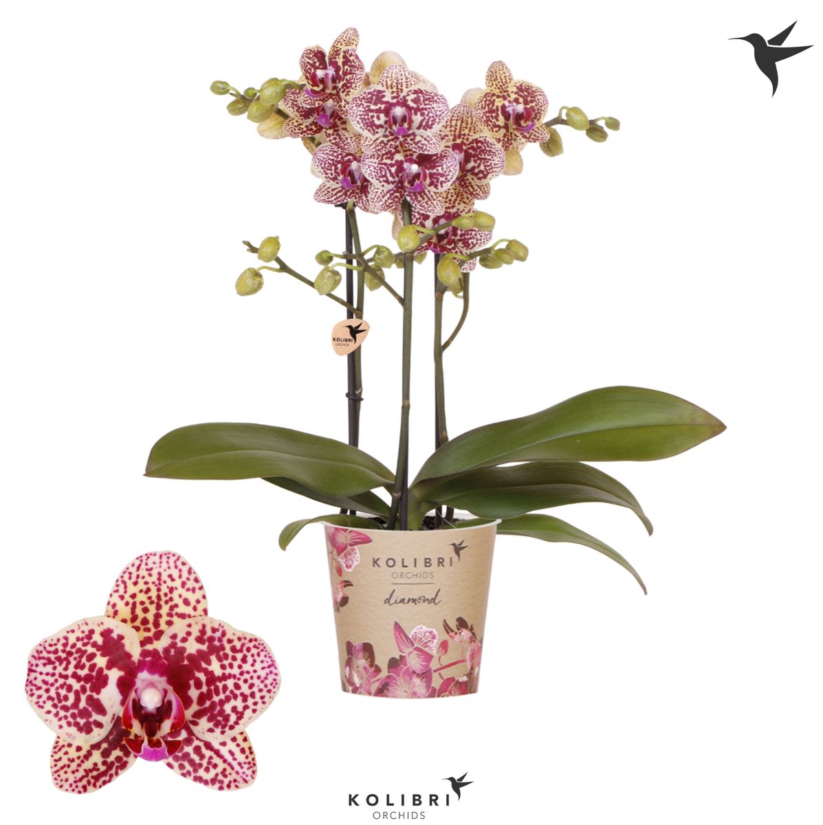 Phalaenopsis GHANA — Plant Wholesale FlorAccess