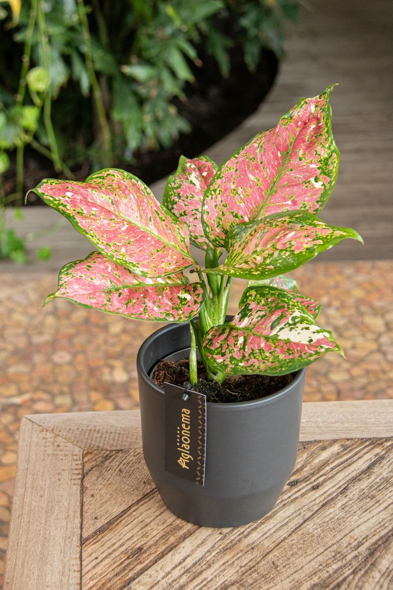 Aglaonema 'Jazzy Red' — Plant Wholesale FlorAccess