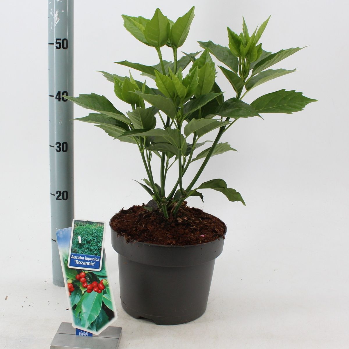 Aucuba japonica 'Rozannie' — Plant Wholesale FlorAccess