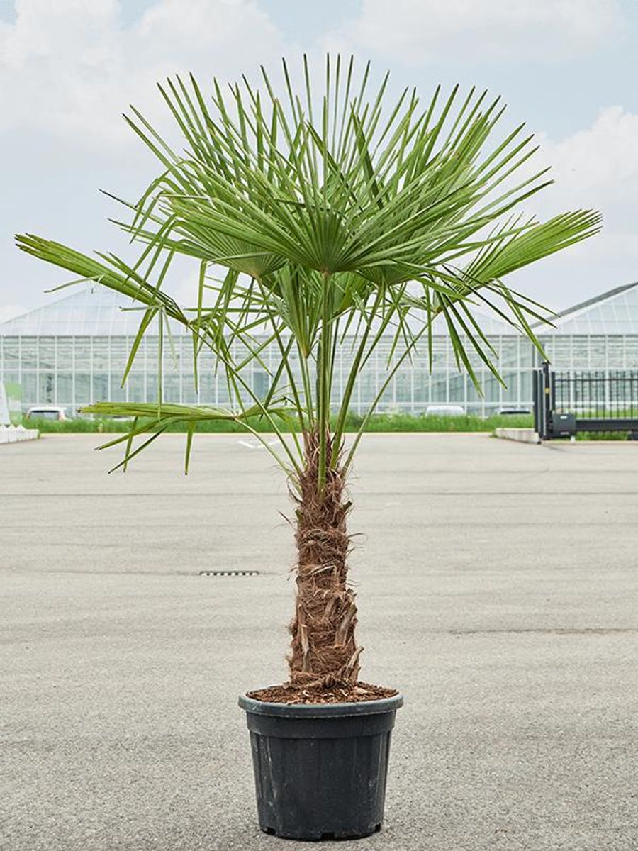 Trachycarpus fortunei — Plant Wholesale FlorAccess