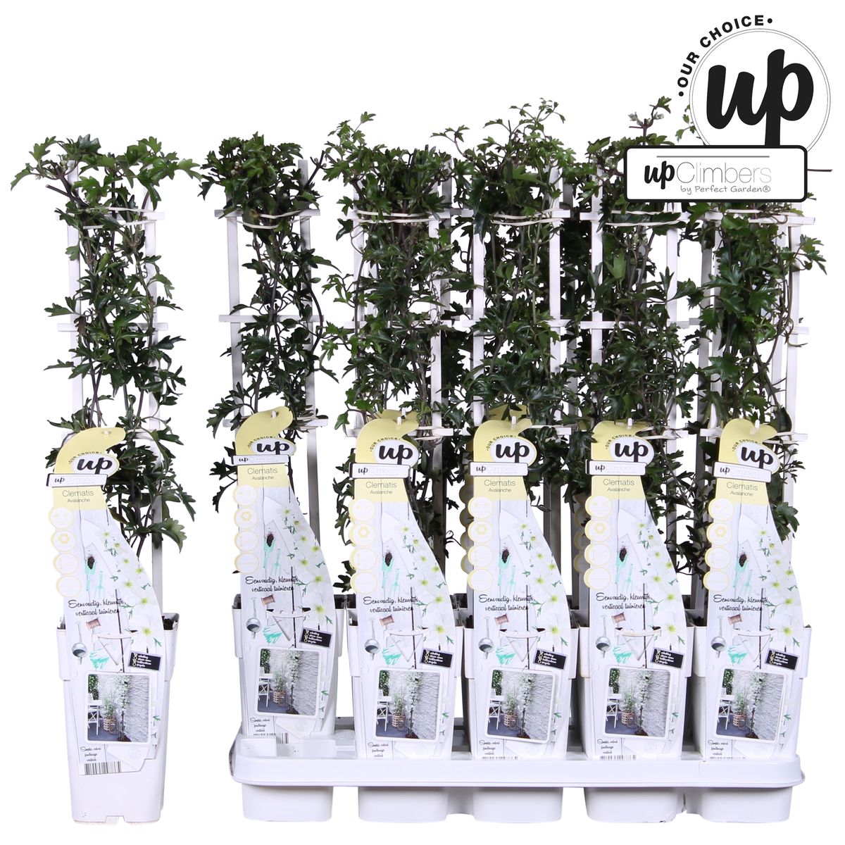 Clematis 'Avalanche' (Fo) — Plant Wholesale FlorAccess