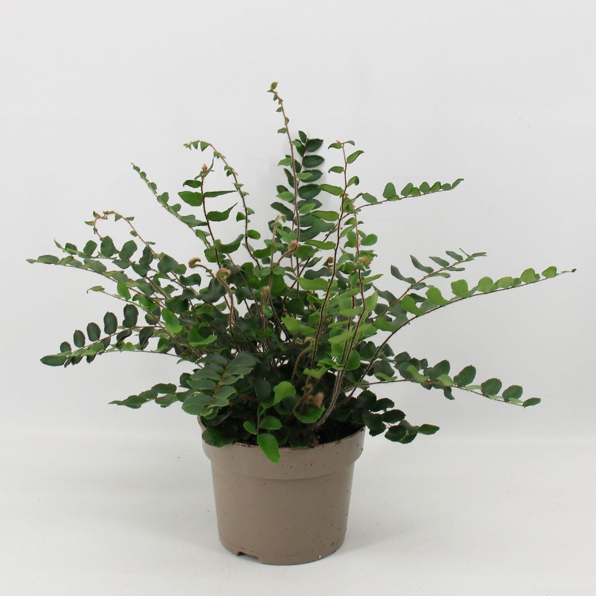 Pellaea rotundifolia — Plant Wholesale FlorAccess