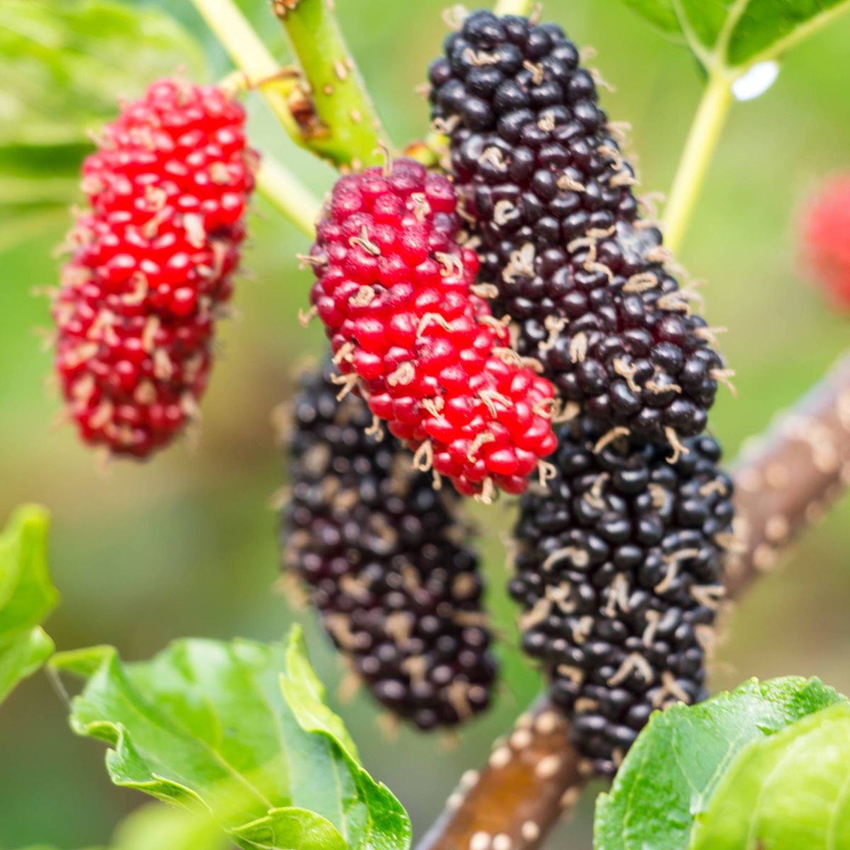 Morus rotundiloba MOJO BERRY — Plant Wholesale FlorAccess