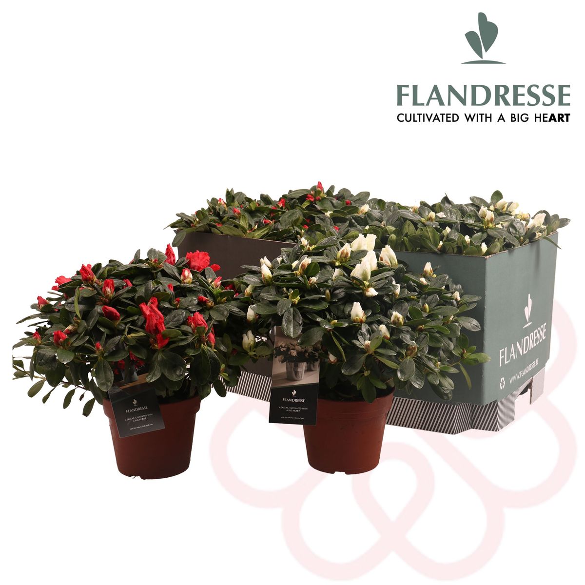 Rhododendron AZALEA MIX — Plant Wholesale FlorAccess
