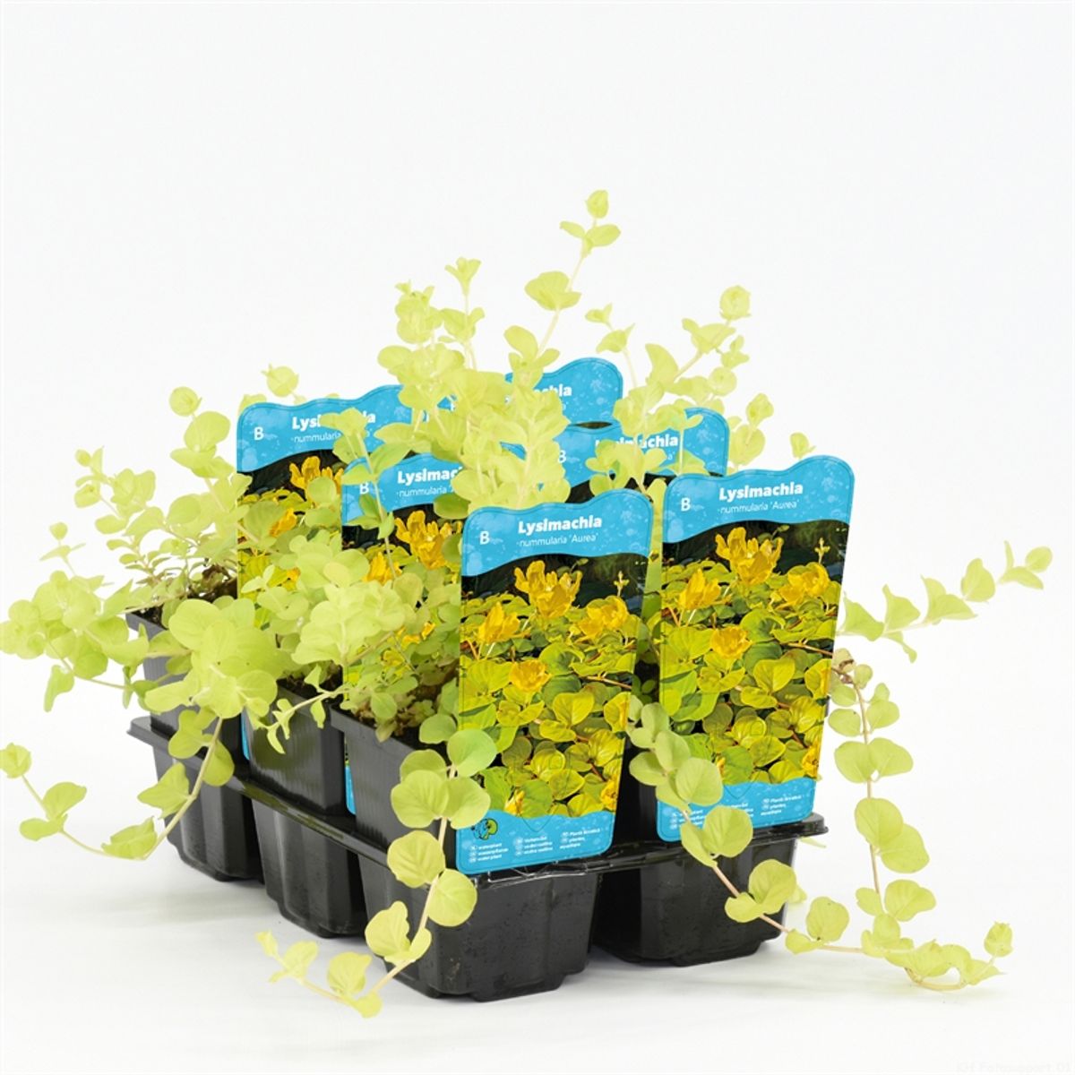 Lysimachia nummularia 'Aurea' — Plant Wholesale FlorAccess