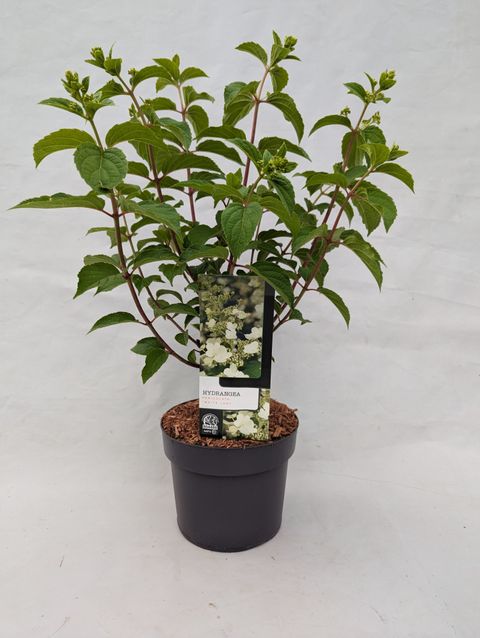 Hydrangea paniculata 'White Lady' — Plant Wholesale FlorAccess
