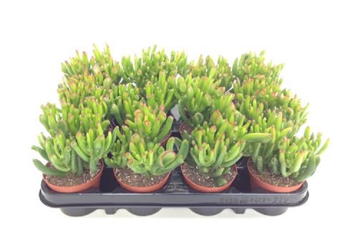 Crassula 'Horntree' — Plant Wholesale FlorAccess