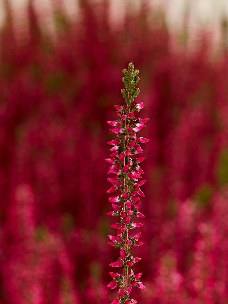 Calluna vulgaris GARDEN GIRLS PATRICIA — Plant Wholesale FlorAccess