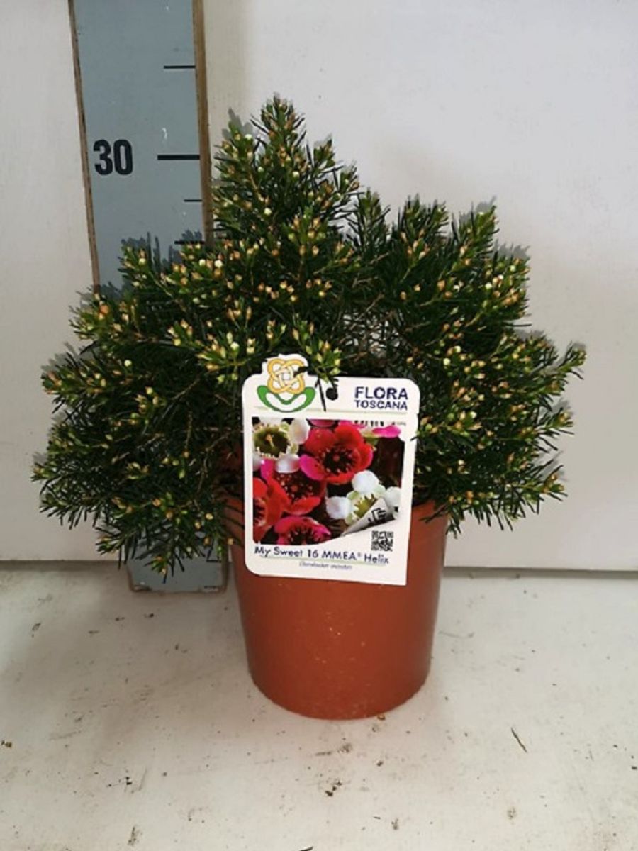 Chamelaucium uncinatum 'My Sweet 16' — Grossiste en Plantes FlorAccess