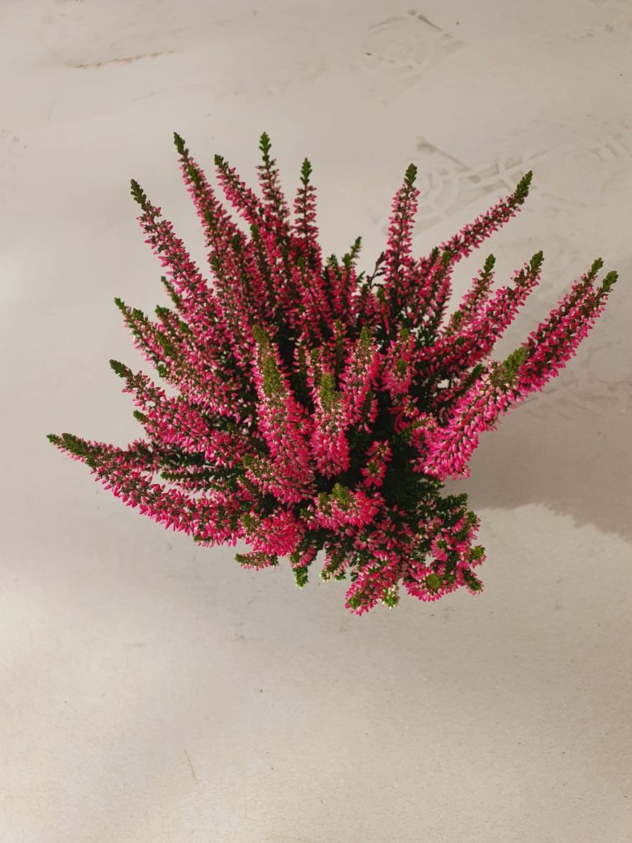 Calluna vulgaris Beauty Lady red — Plant Wholesale FlorAccess