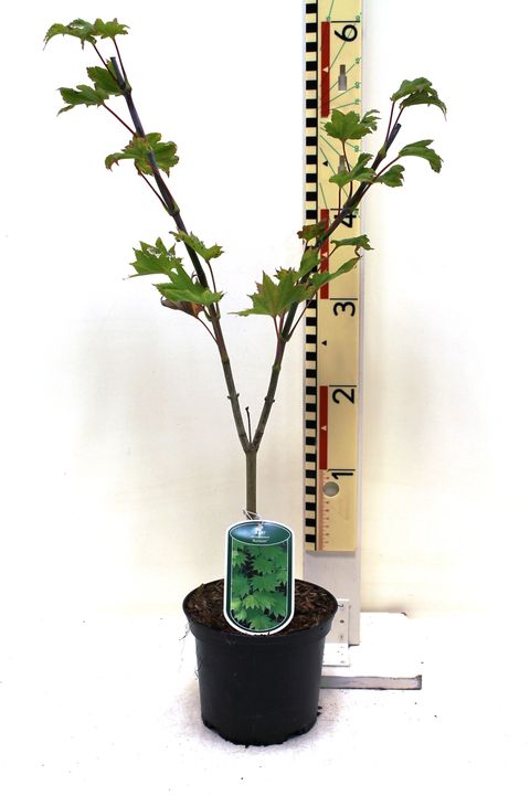 Acer shirasawanum 'Aureum' — Plant Wholesale FlorAccess