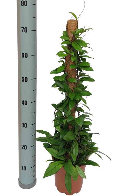 Hoya callistophylla — Plant Wholesale FlorAccess