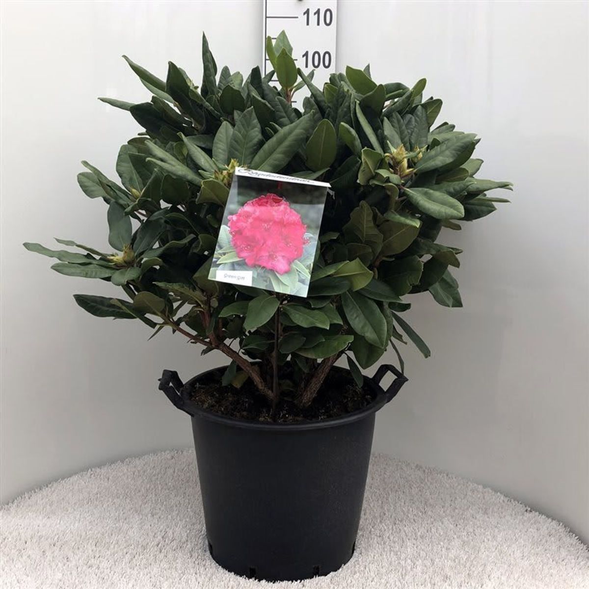 Rhododendron 'Pearce's American Beauty' — Plant Wholesale FlorAccess
