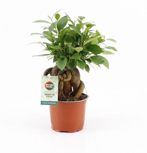Ficus retusa — Plant Wholesale FlorAccess