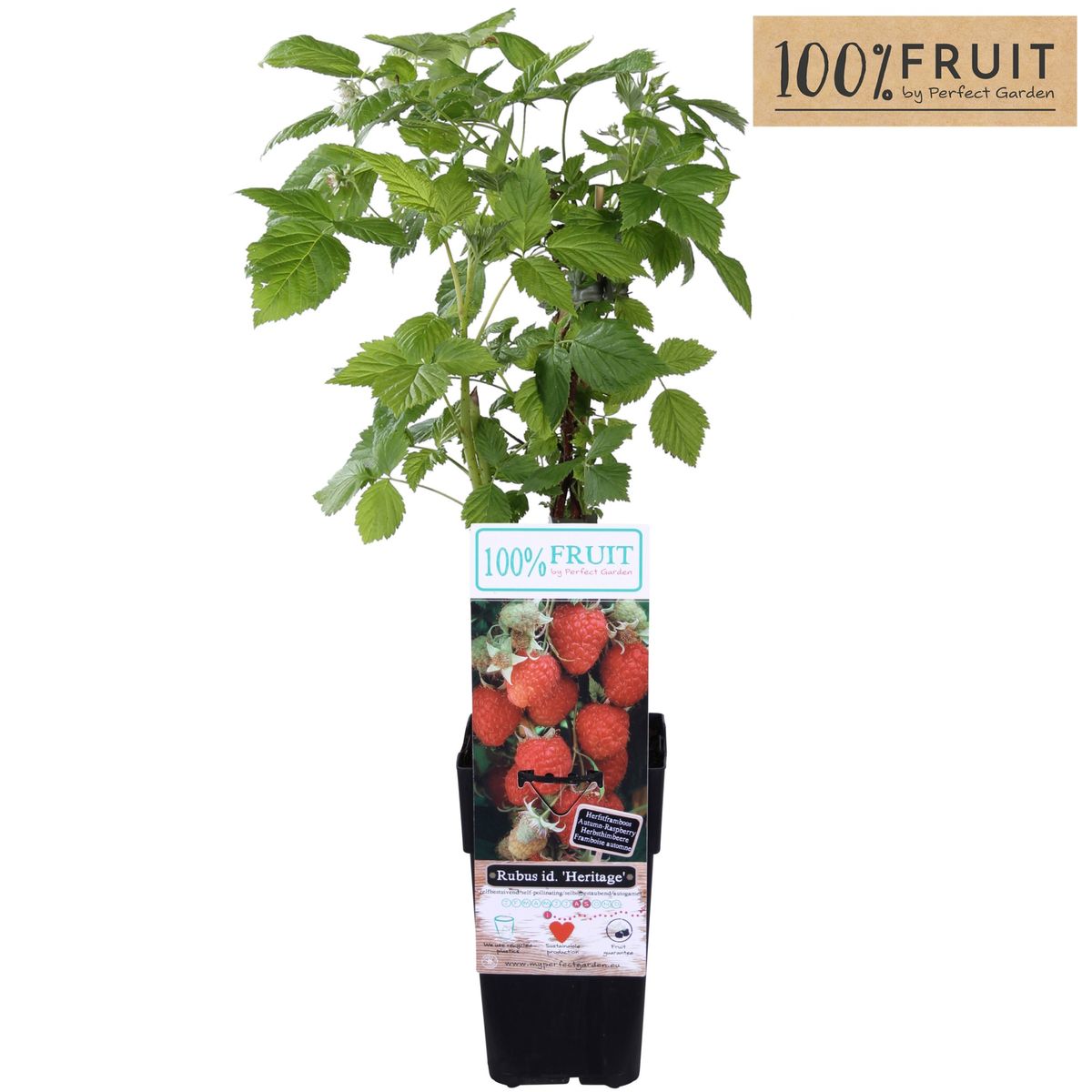 Rubus idaeus 'Heritage' — Plant Wholesale FlorAccess
