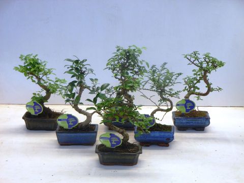 Bonsai MIX — Plant Wholesale FlorAccess