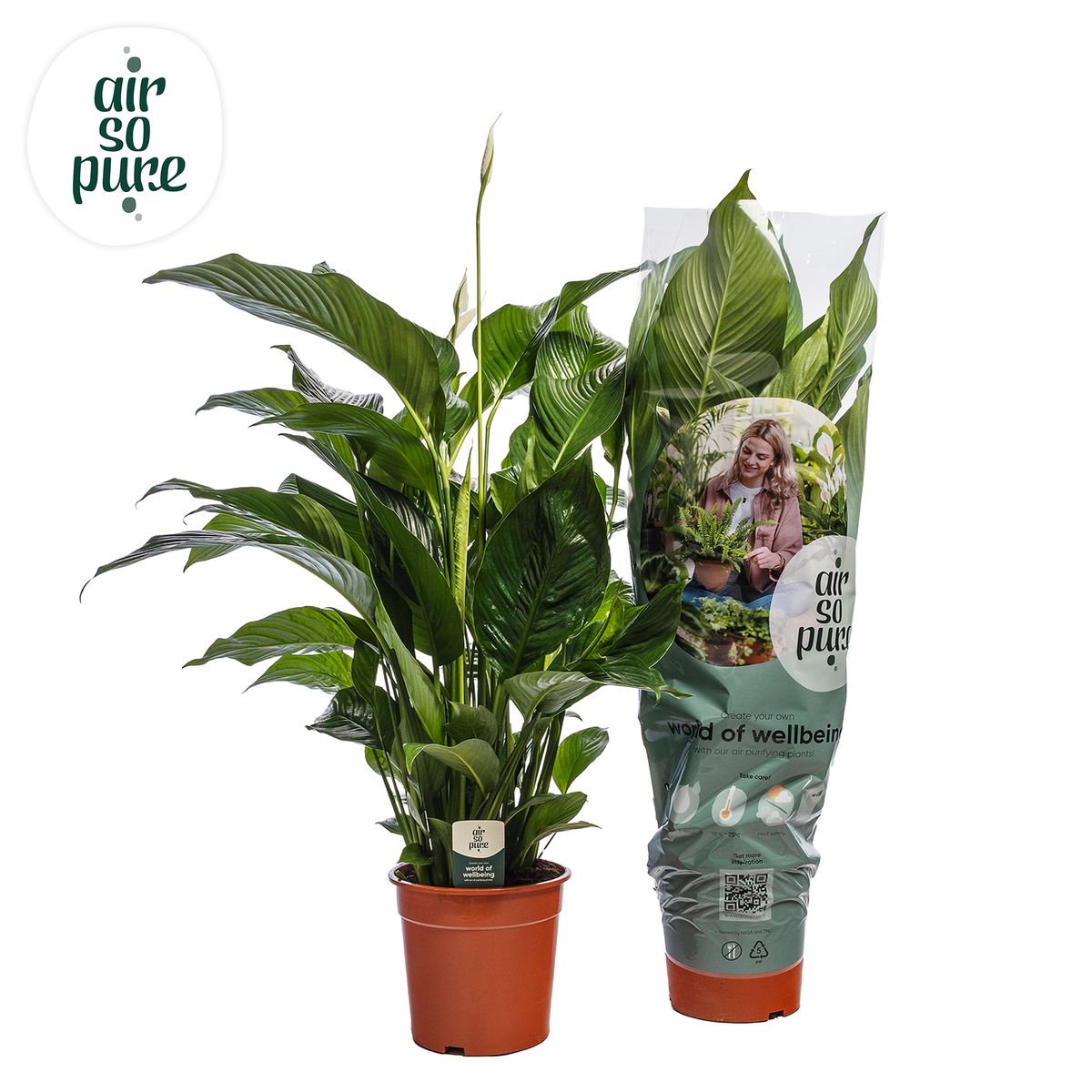 Spathiphyllum 'Sweet Silvana' — Plant Wholesale FlorAccess